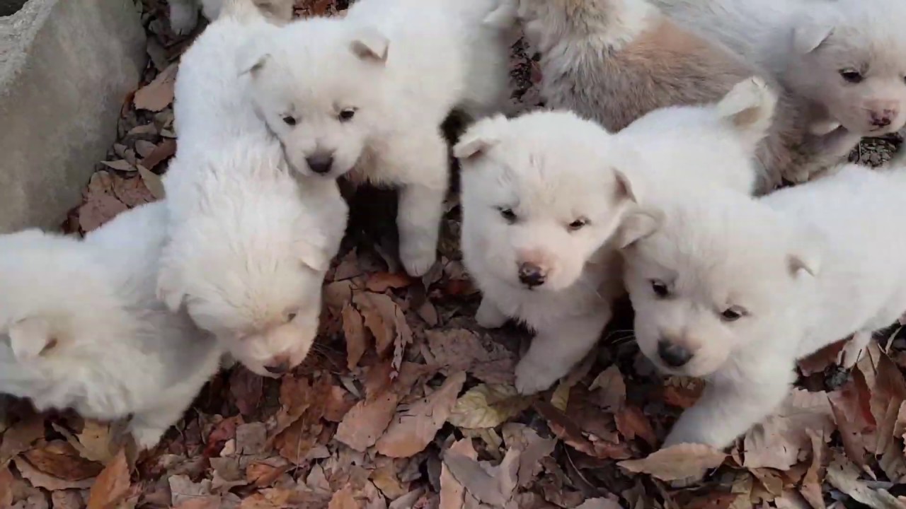 귀염♡ 아기진돗개들, 도대체 몇마리(Cute Baby Jindo Dogs, How many) - YouTube