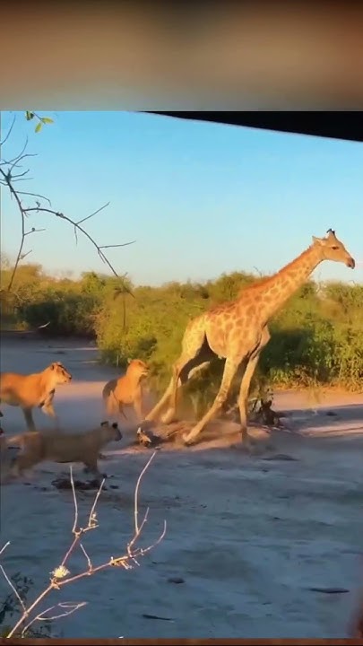 Jirafa vs leonas - YouTube