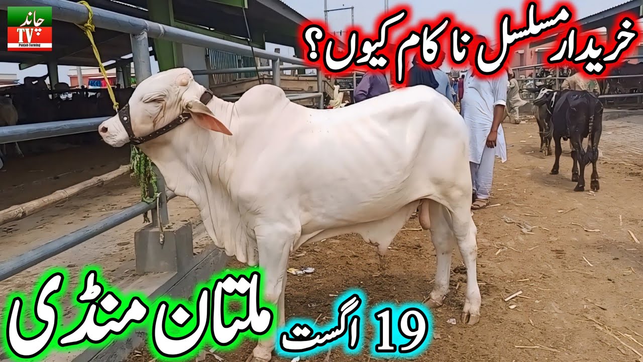 Multan Cow Mandi Fresh Latest Update Qurbani 2025 | Gulabi Suraj Mukhi ...
