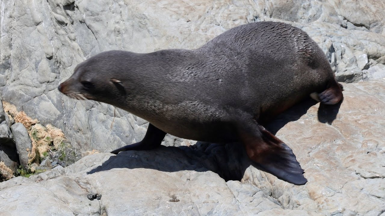 Fur Seals and Stunning Coastal Views at Ohau Point Lookout | New ...