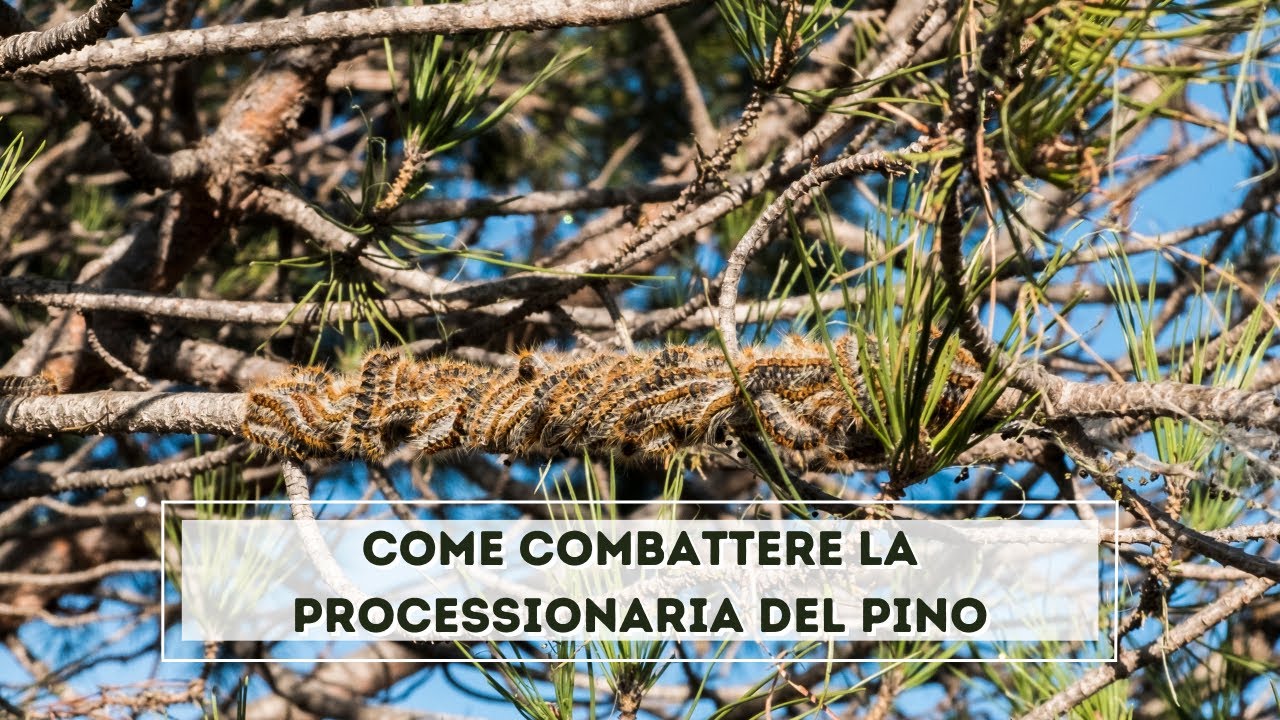 Come eliminare la processionaria del pino - YouTube