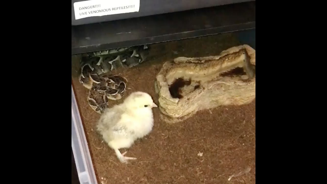 Puff Adder Live Feeding Video Graphic Content! Highonsnakes Africa's ...