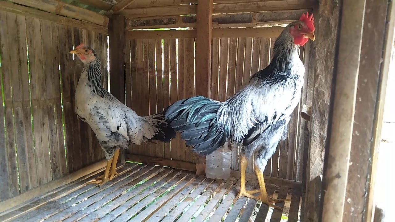 Ayam Gaok asli Madura - YouTube