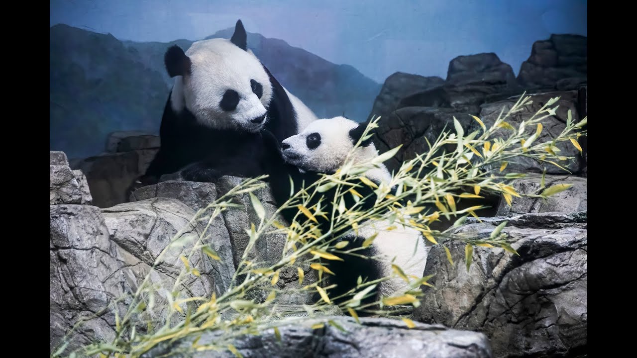 Panda bear in DC Zoo 2021 - YouTube