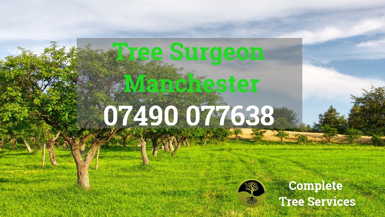 Tree Surgeon Manchester 24 Hour Tree Surgery Stump Removal Root Removal ...