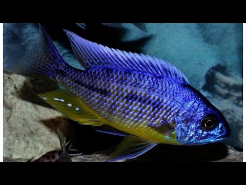 Protomelas Spilonotus Tanzania African cichlids - YouTube
