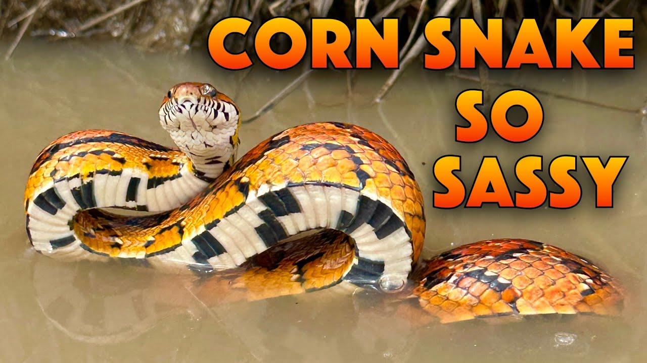 Watch This Corn Snake's Incredible Defensive Display! 11 Strikes! - YouTube