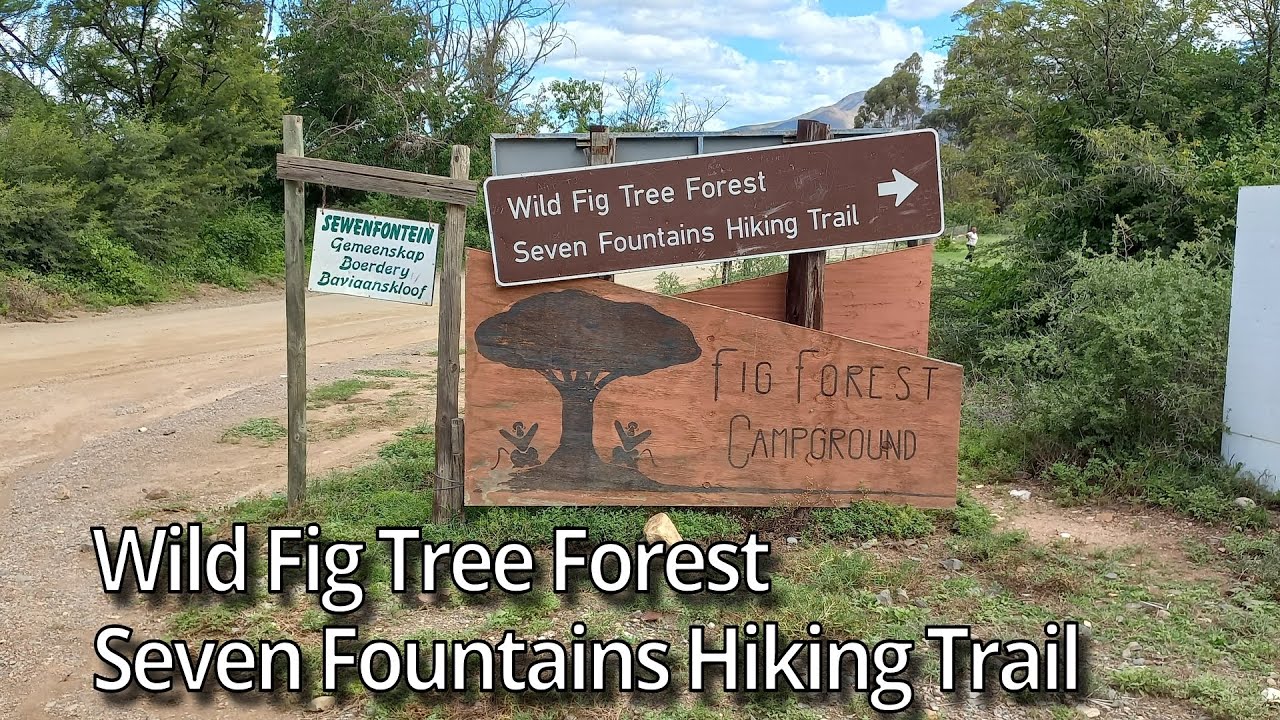 Wild Fig Tree Forest | Seven Fountains Hiking Trail | Baviaanskloof ...