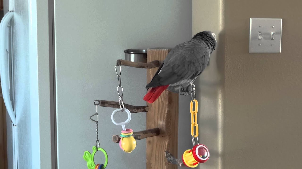Larry The Parrot whistling, beeping, and making fart noises. - YouTube