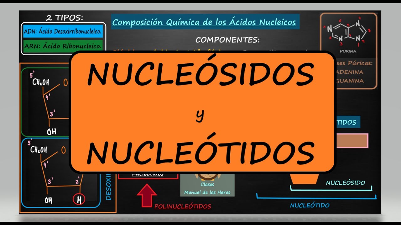 NUCLEÓTIDOS y NUCLEÓSIDOS del ADN y el ARN. Pentosas, fosfato, bases ...
