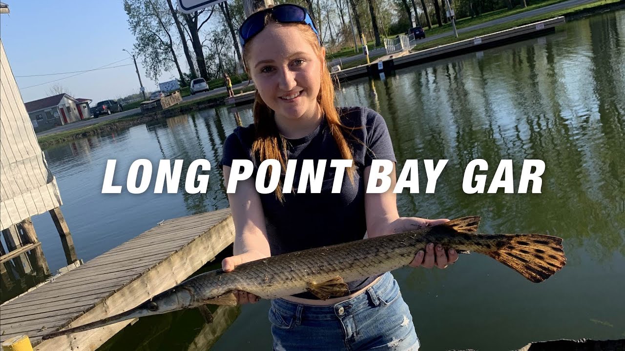 Longnose Gar Lake Erie