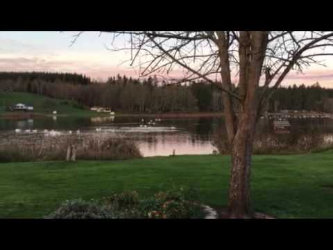Swans of Sunday Lake Stanwood, WA - YouTube