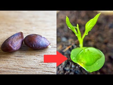 How to Grow Pear Tree from Seed