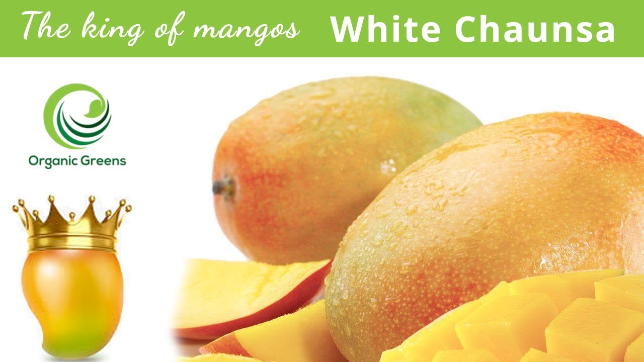 The King of Mango White Chaunsa | By Organic Greens - YouTube