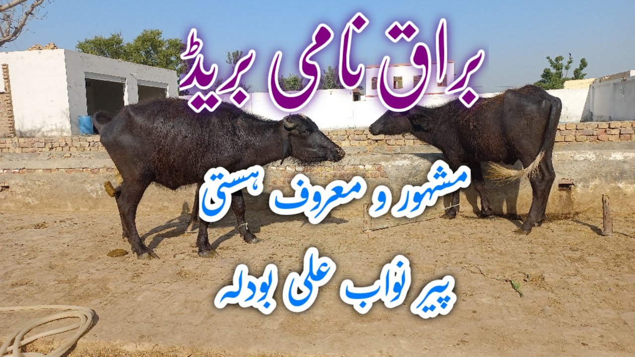 Beautiful pure nili bull&buffalo for sale in pakistan on youtube 28/05 ...