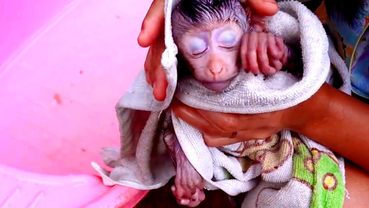 Bibi Monkey mandi sore - YouTube