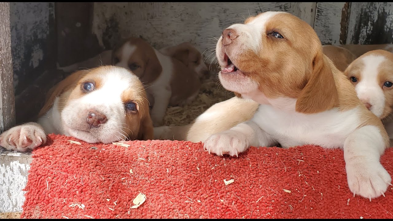 Cute BABY BEAGLE HOWLS and one puppy gone CUJO!!!! - YouTube