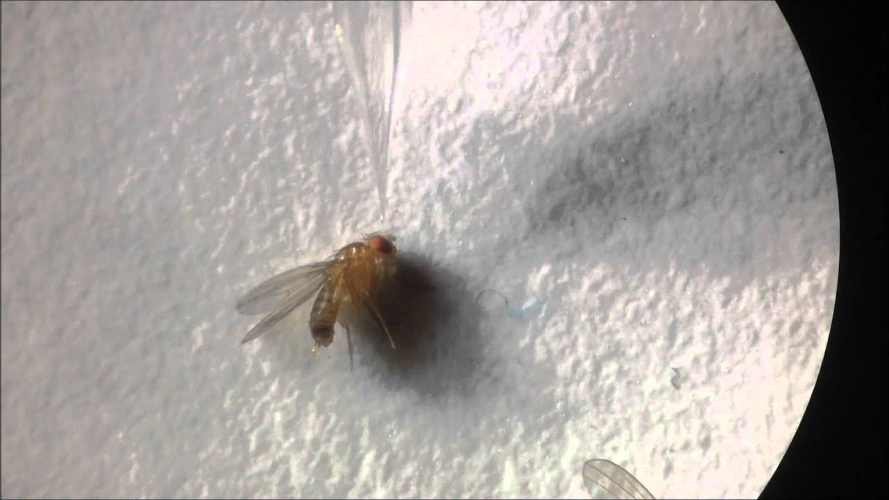 broken pipette moved by 3D printed micromanipulator - YouTube