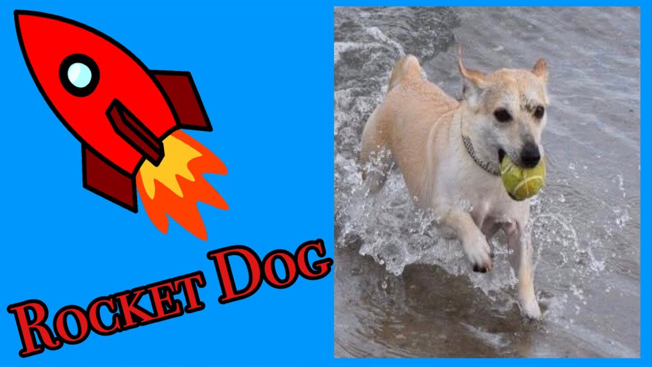 Dog Goes Like A Rocket 🚀 - YouTube