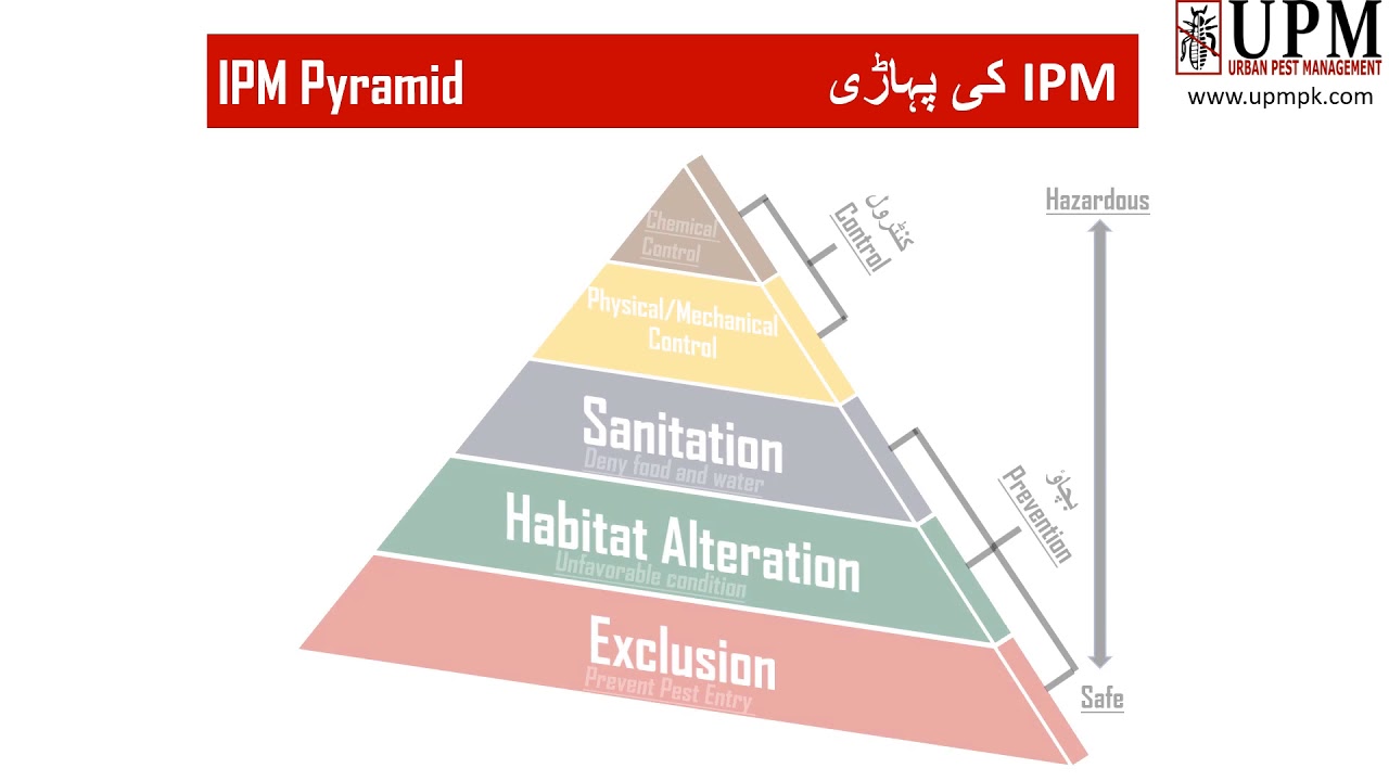IPM Pyramid - YouTube