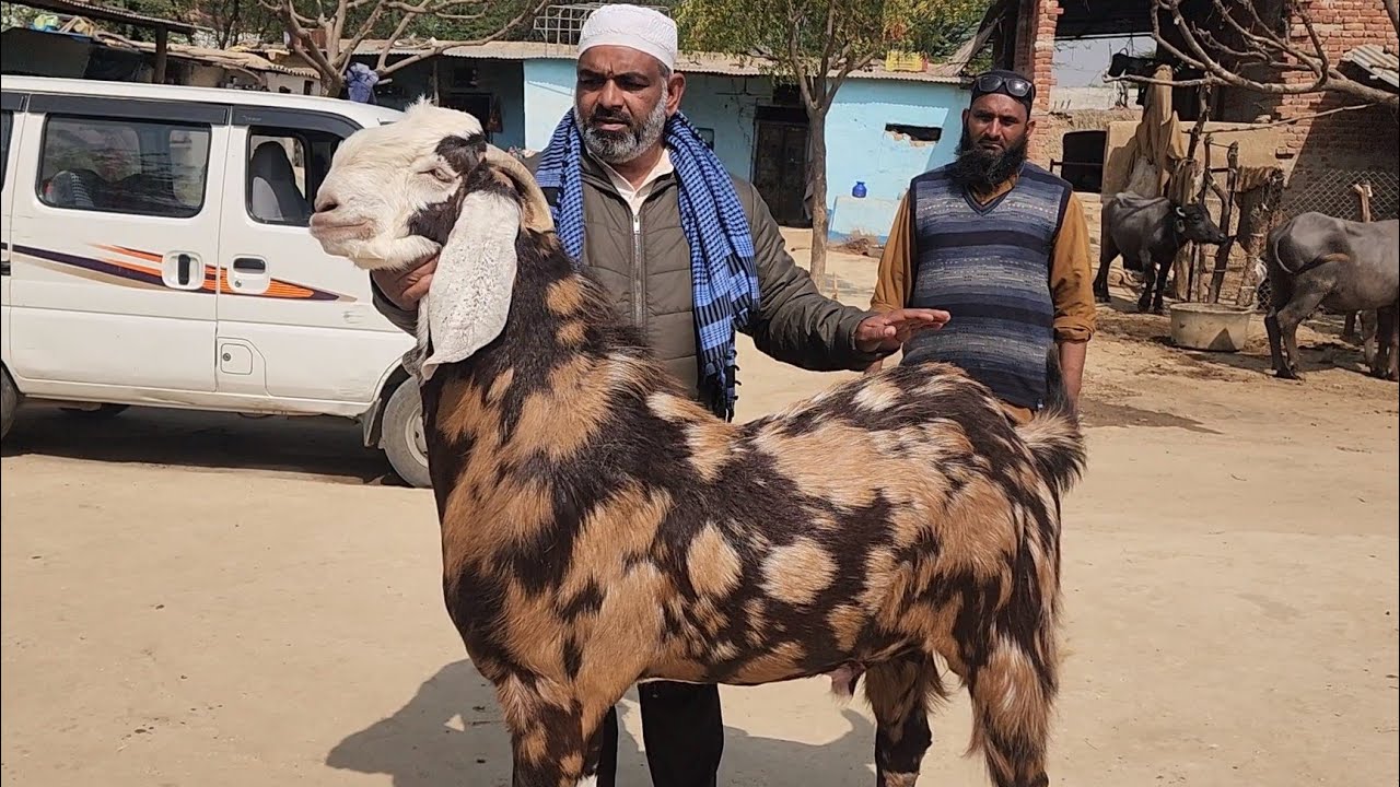 120 Kg Heavy Weight Gujri Bakra In Jaipur | Abdul Bhai Ke Bakre. - YouTube