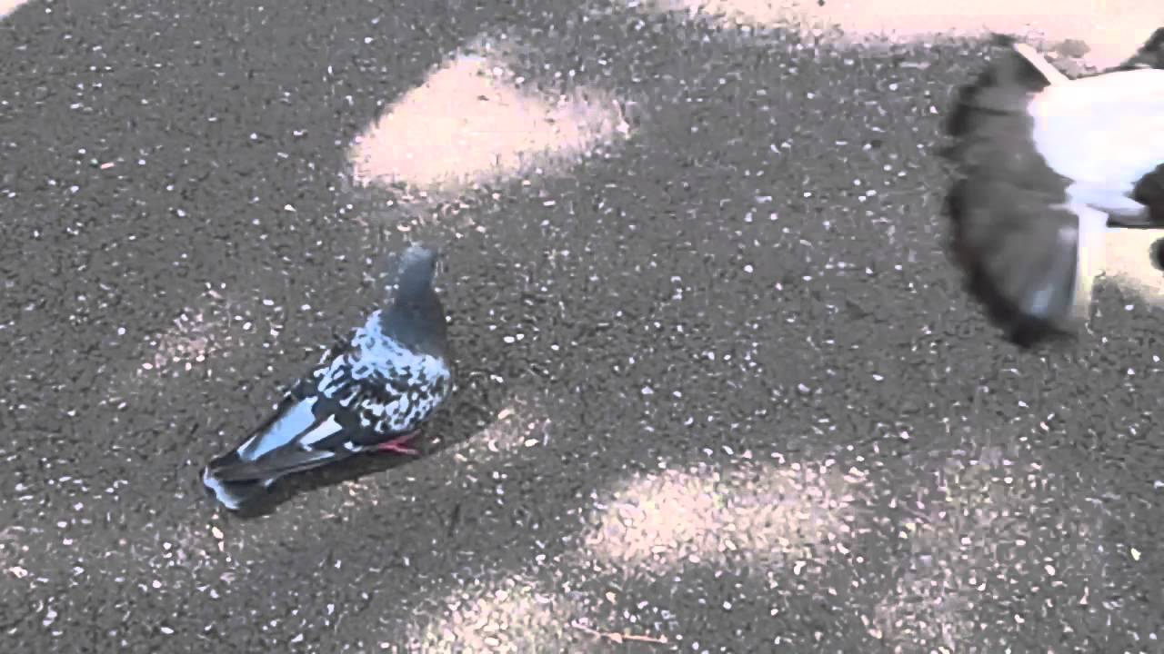 Le pigeon le plus swag au monde ! - YouTube