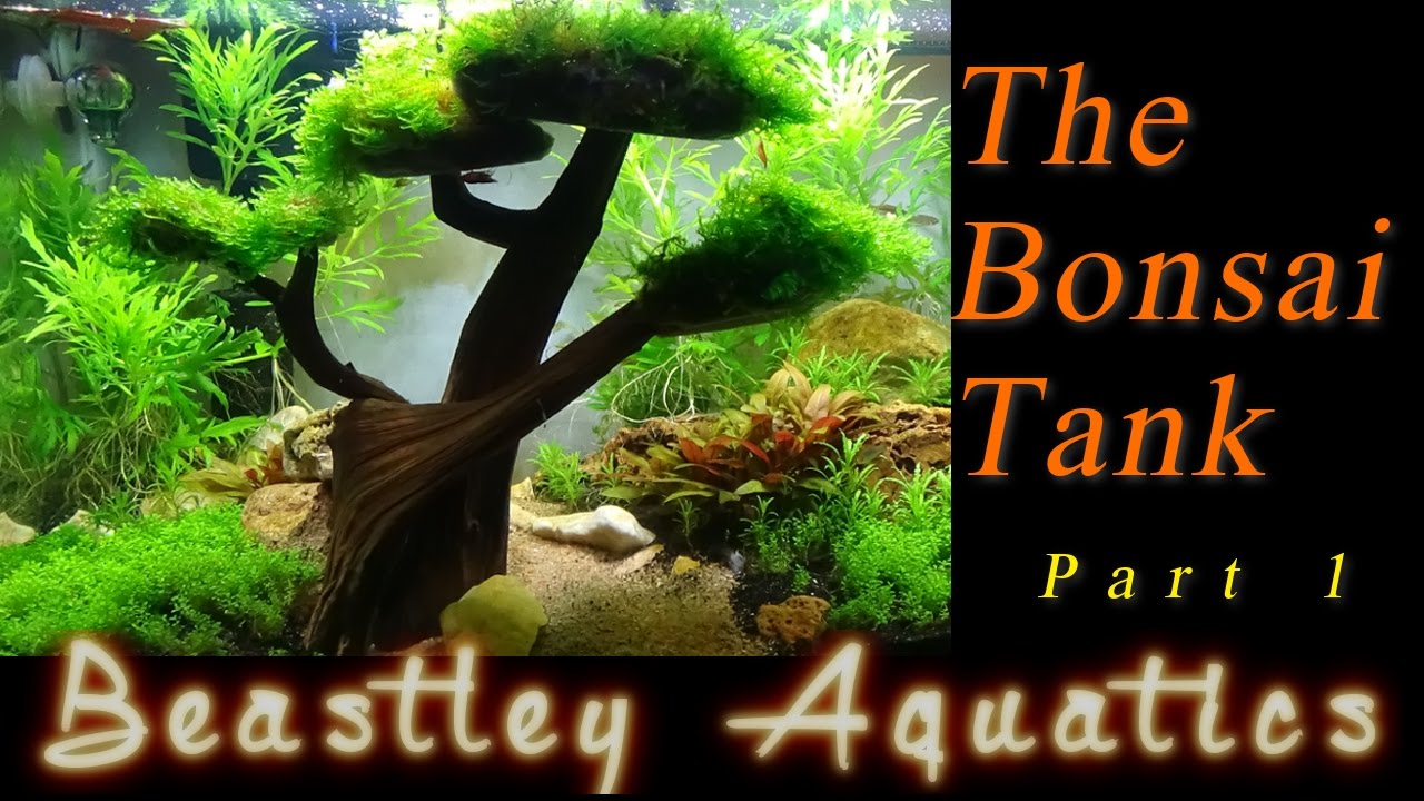 The Bonsai Tank - YouTube
