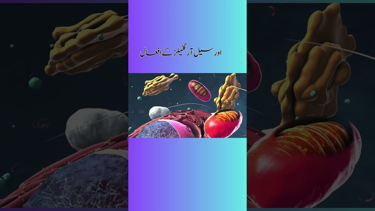 cell Biology Definition cell Biology Definition In Urdu cell cell Biology Definition cell Biology Definition In Urdu cell