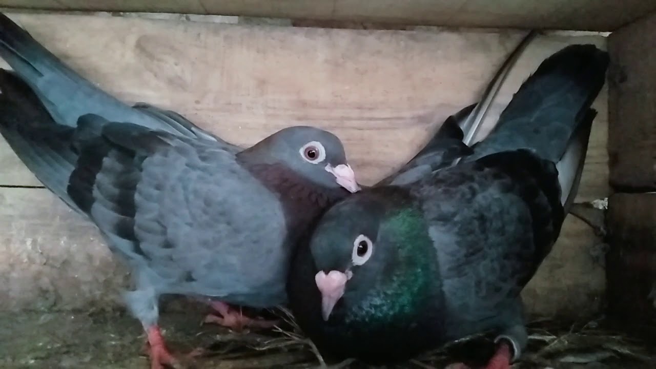 Kabutar - YouTube