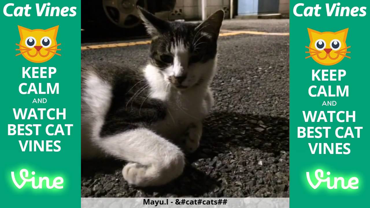 Funniest Cat Vines #66 - Updated August 20th, 2015 - YouTube