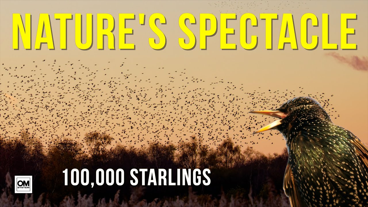 Starling Murmuration at RSPB Ham Wall: Evening wonder to Epic Morning ...