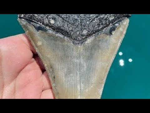 Hunting Megalodon teeth in Venice FL - YouTube