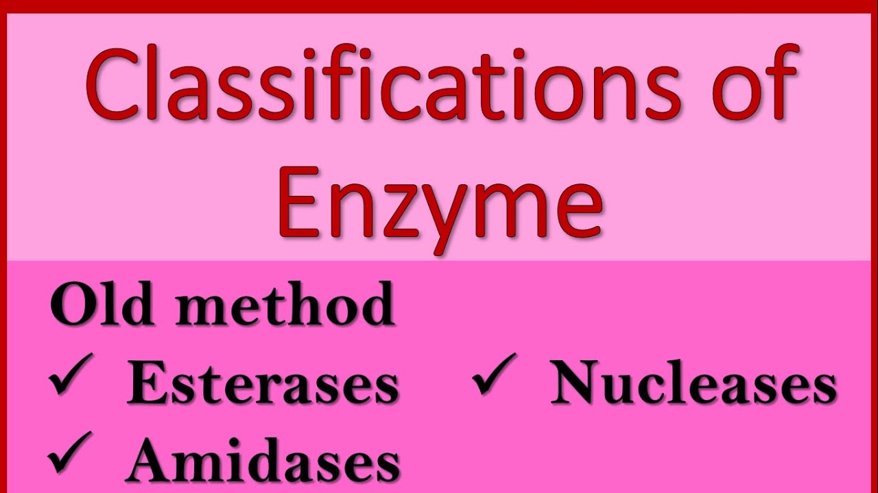 Classification of Enzyme Part-I - YouTube