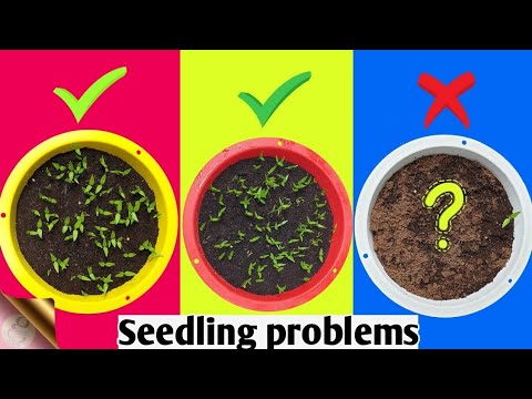 5 reasons all my seedlings died | How to save seedling from dying or ...