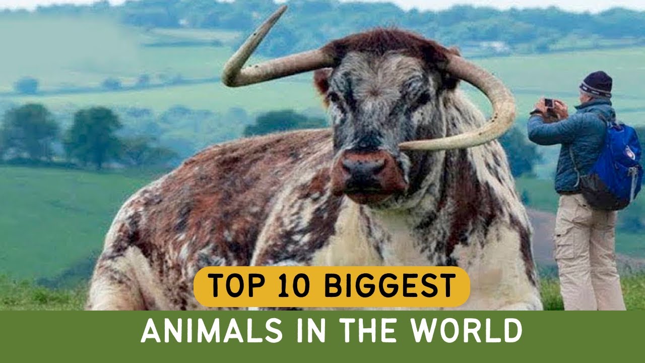 Top10 Biggest Animals in the World. - YouTube