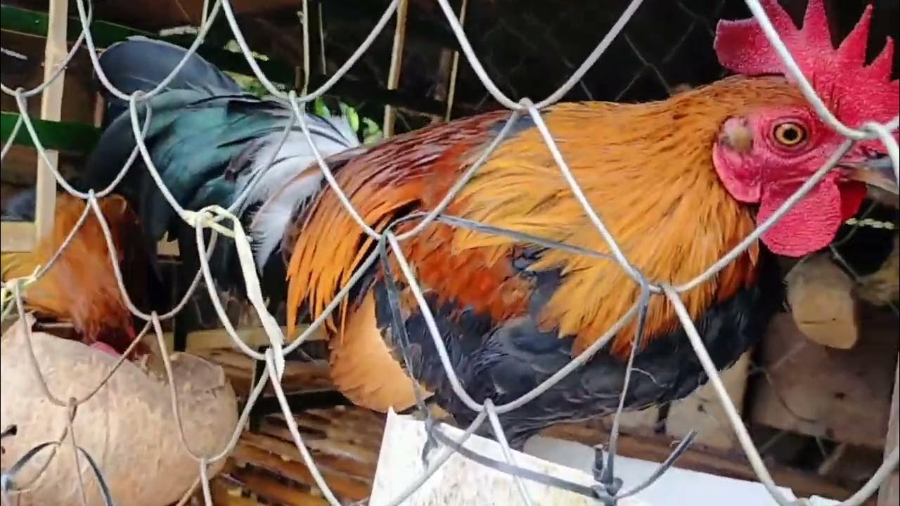 saib qaib ua si18 /6/2023 - YouTube