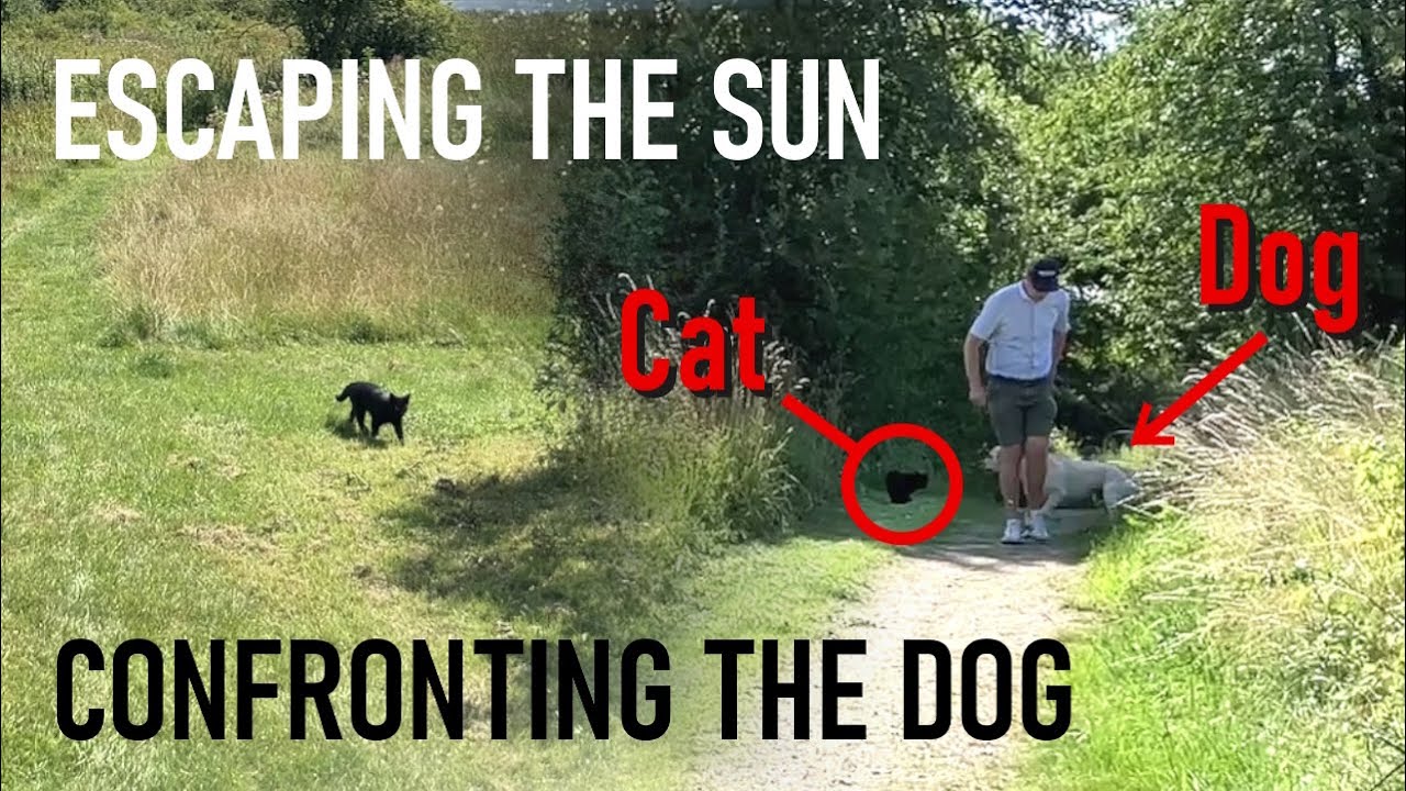 Catwalk: Black cat avoids the sun - not the dog - YouTube