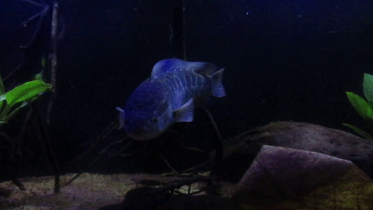 Channa Argus (hybrid) - YouTube