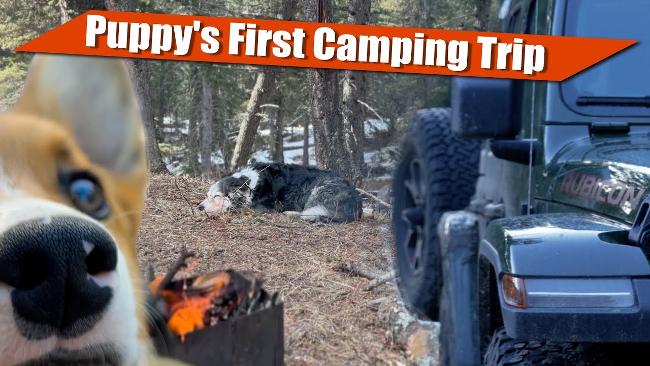 Lizzy's First Camping Adventure: Exploring the Wild with the Jeep ...