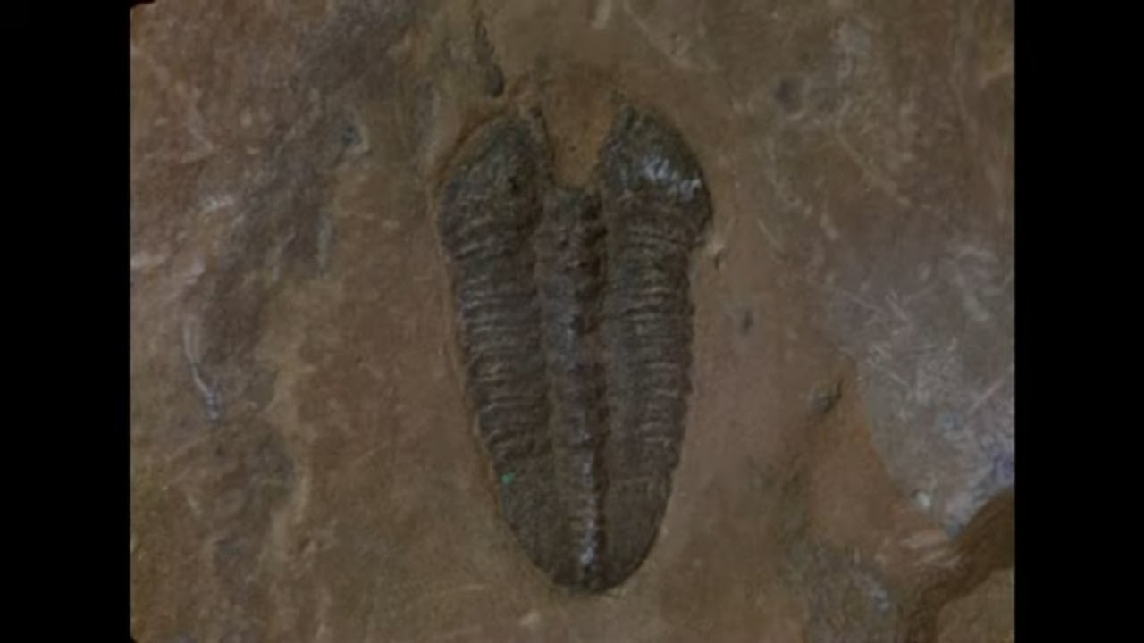 The Burgess Shale Fossils at Kootenay| Alain Clavier Inspired ...