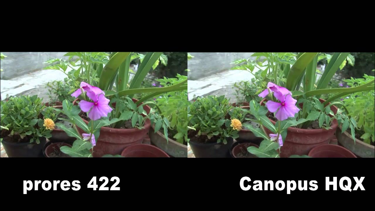confronto prores 422 e Canopus HQX - YouTube