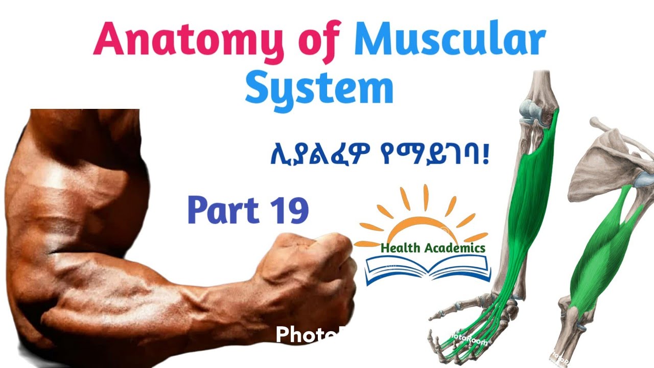 Anatomy of Muscular System, Muscles of the arm, Interesting Video ...
