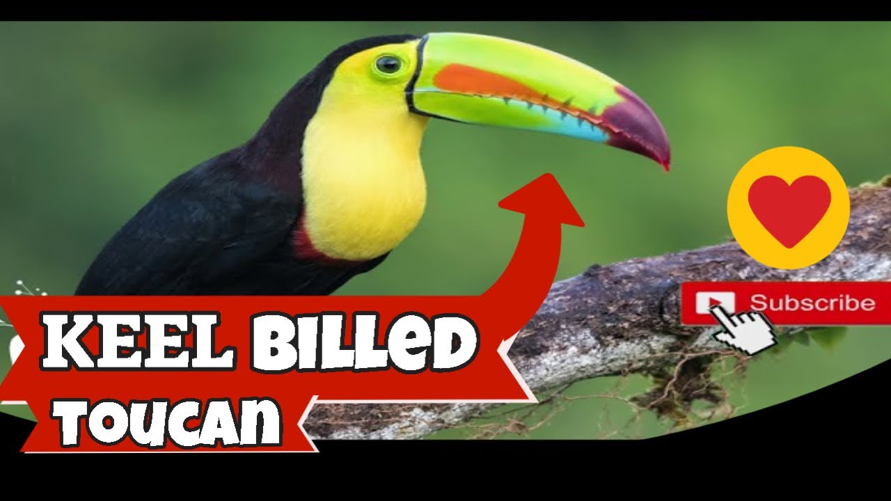keel billed toucan sound - YouTube