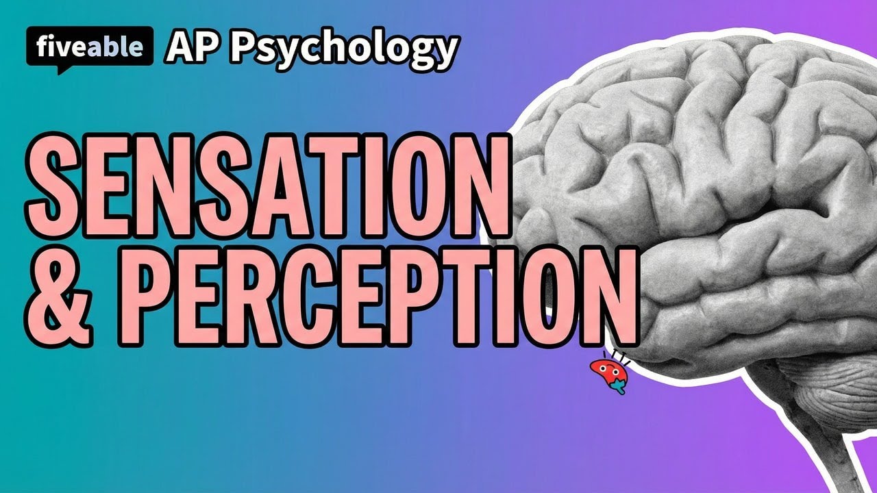 AP Psychology - Unit 3 Q&A: Sensation & Perception | Fiveable Cram Archive