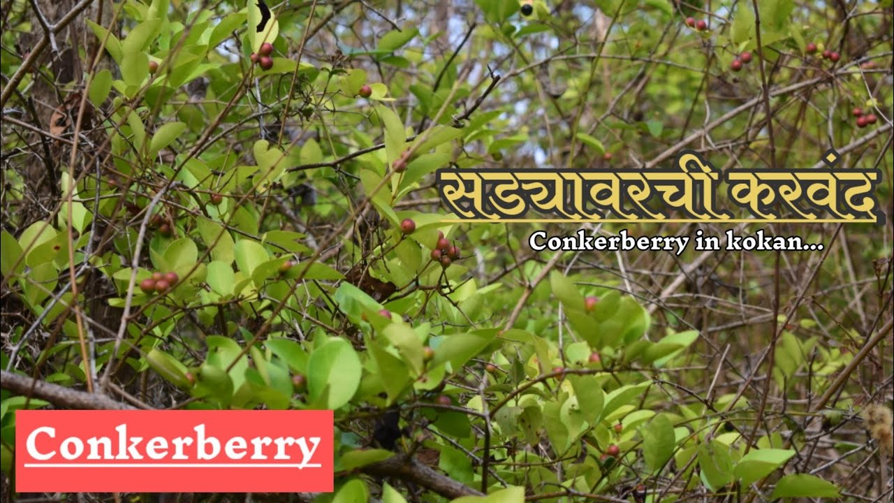 Janglat Gelo Karvand Kadhayla | डोंगराची काळी मैना | Karvand ...