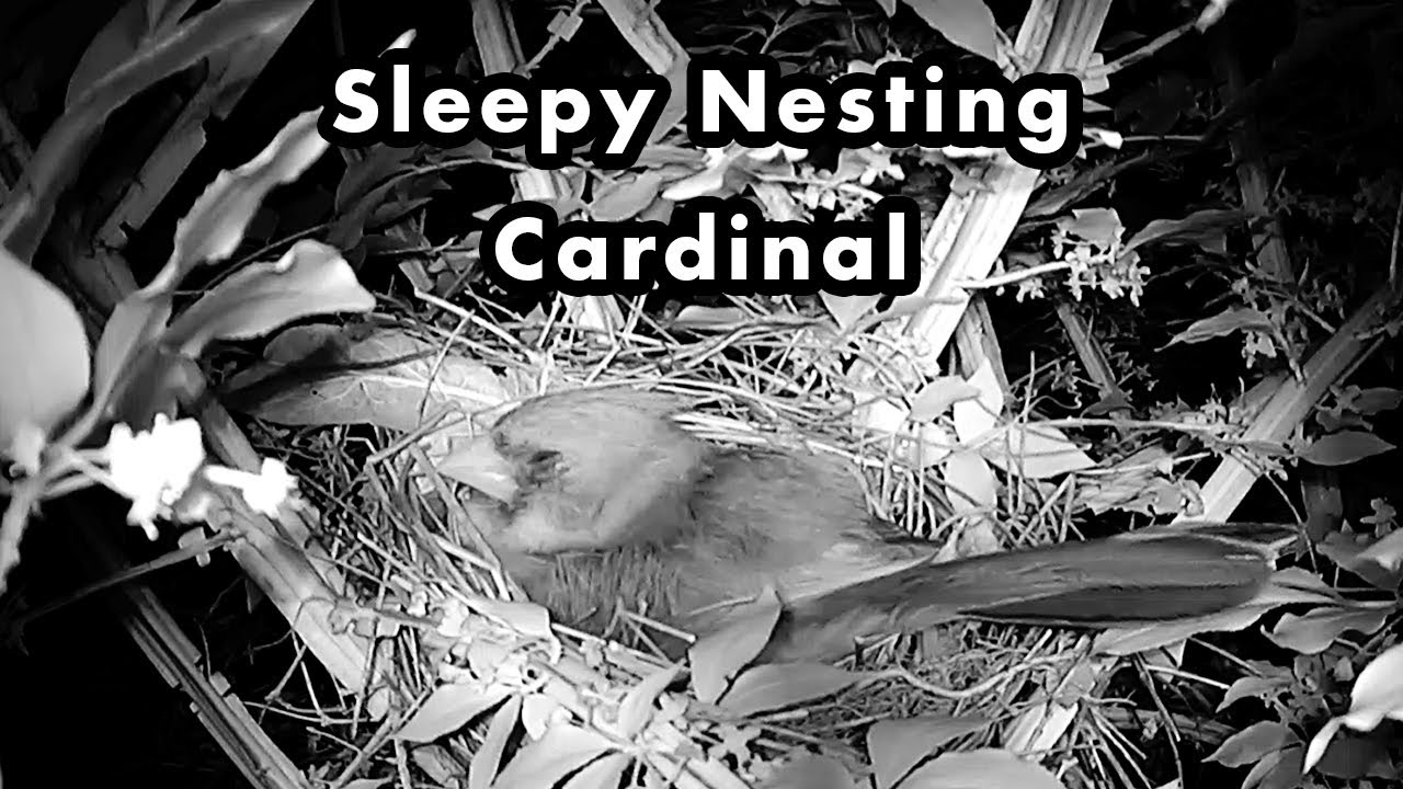 Mother Cardinal Getting Sleepy On Her Nest - YouTube
