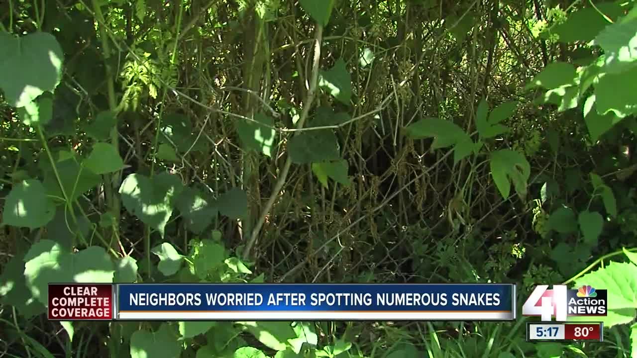 Independence neighborhood fights snake infestation - YouTube