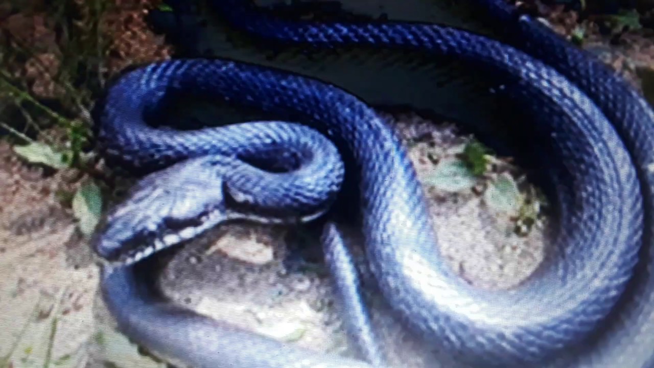 Rat Snakes in North Carolina (A memory) - YouTube