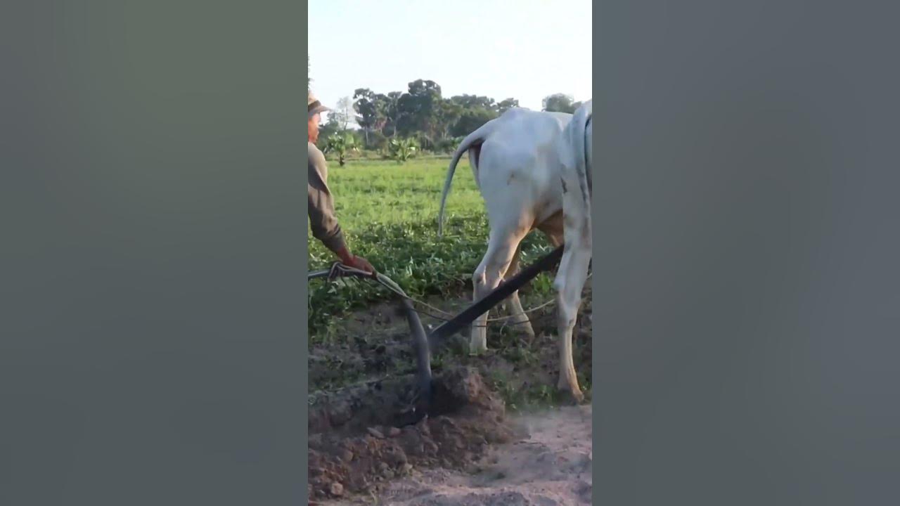 Cows plowing Java Potato #video #4k #wow - YouTube