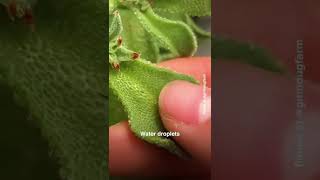 Ice Plant #shorts
